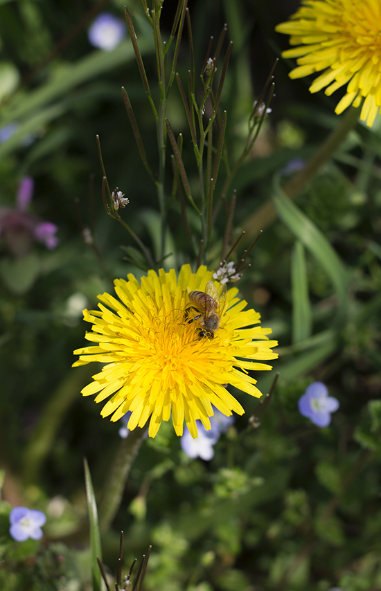 Fiori commestibili, quali sono i fiori eduli e come si mangiano Le mie ...